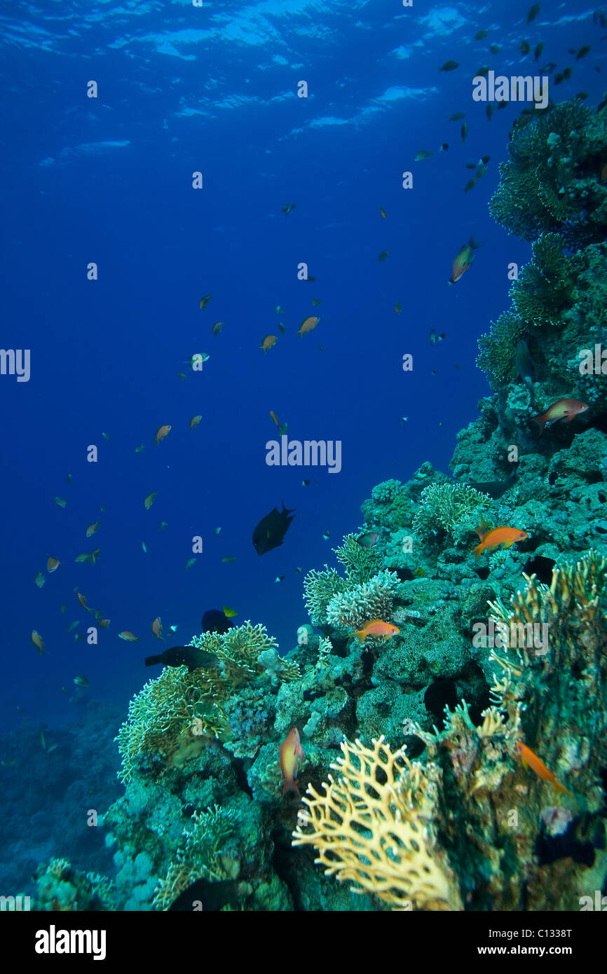 Coral outcrop, Stingray City, Sharm El Sheikh, Red Sea Stock Photo - Alamy