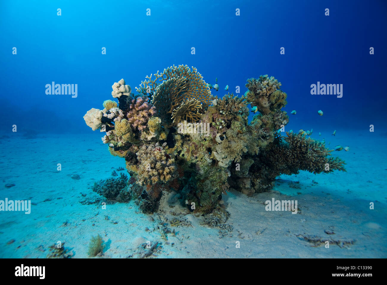 Coral bommie, Stingray City, Sharm El Sheikh, Red Sea Stock Photo - Alamy