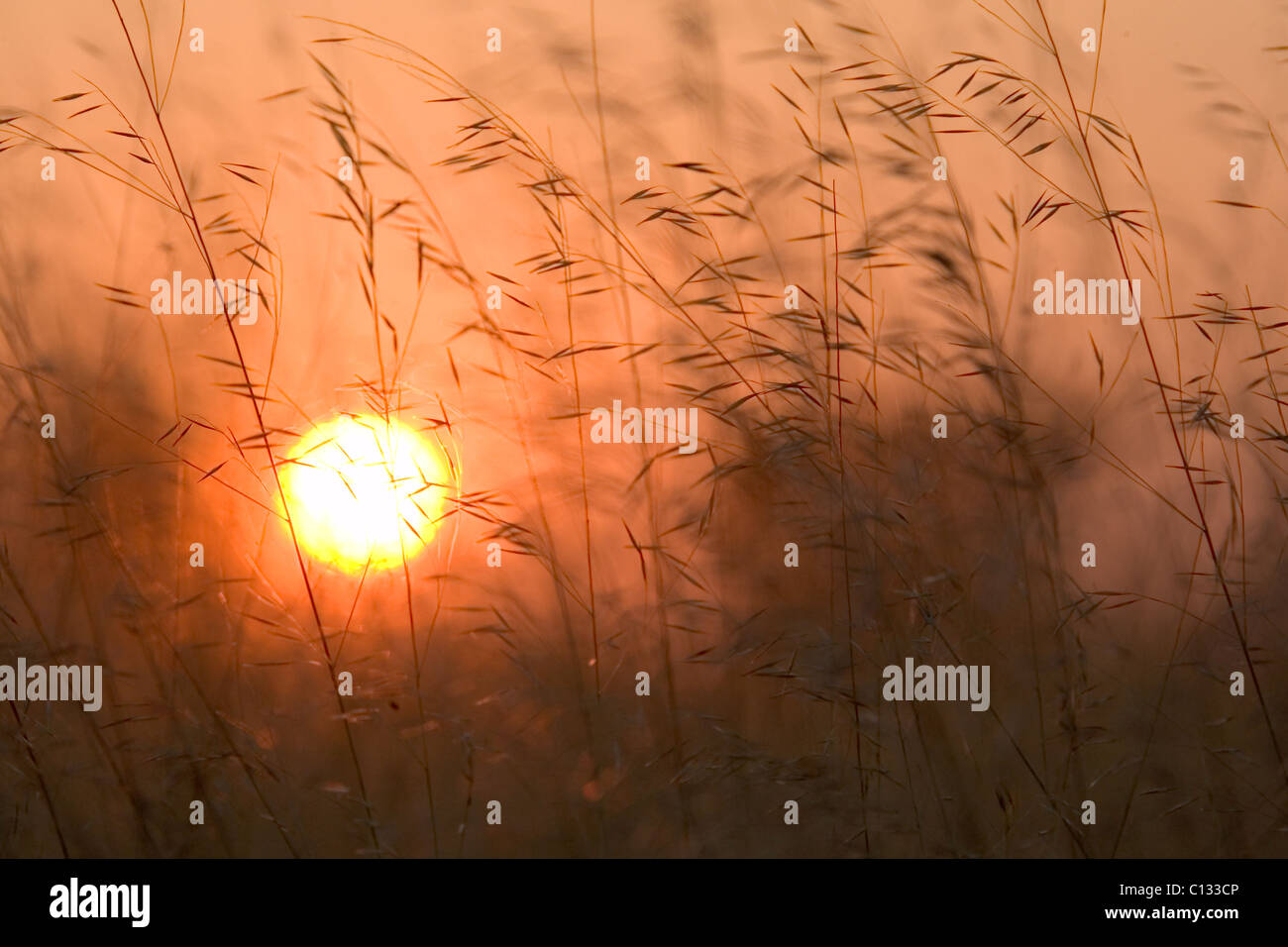 Khutse hi-res stock photography and images - Alamy