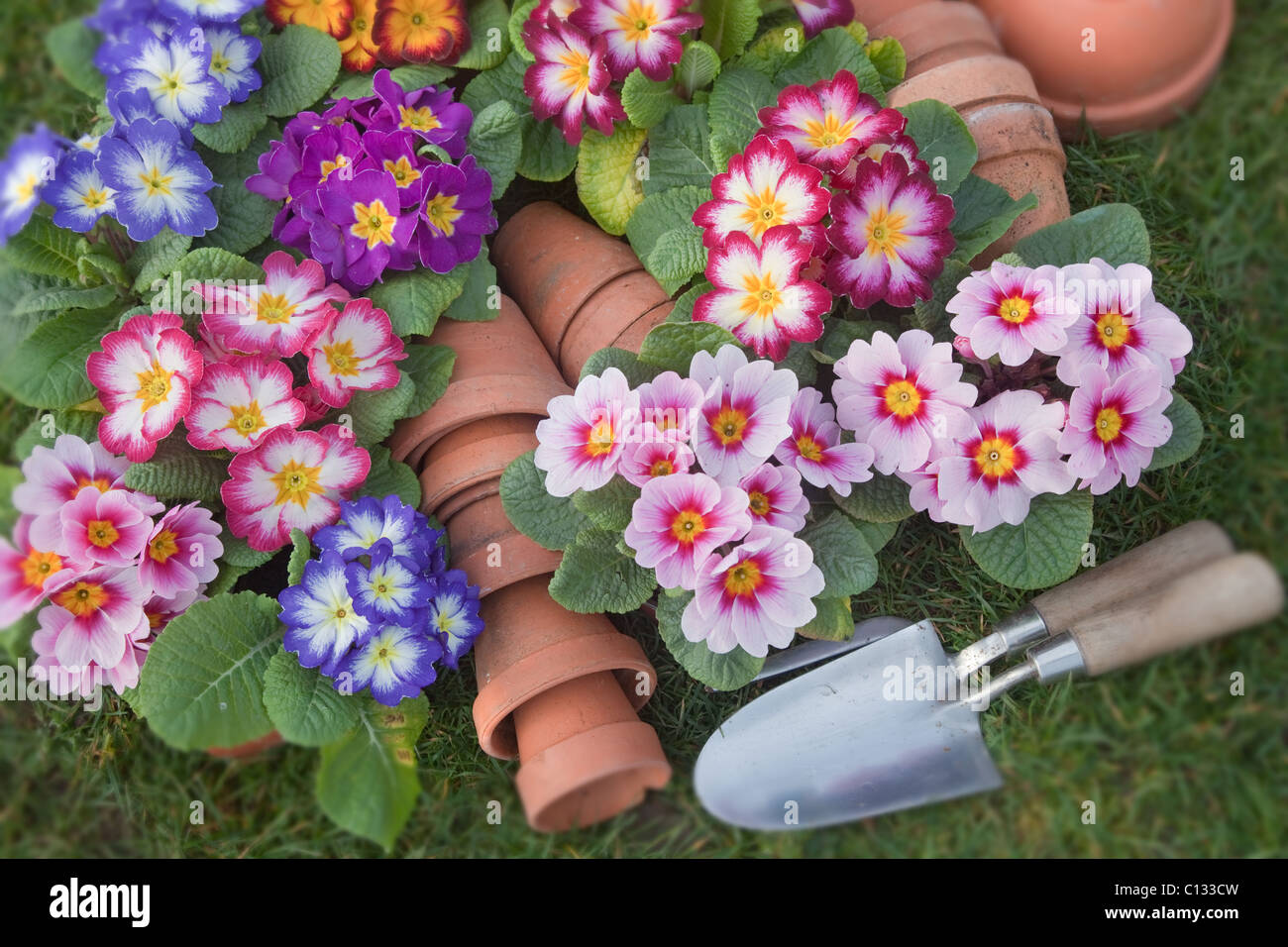 Polyanthus High Resolution Stock Photography and Images - Alamy