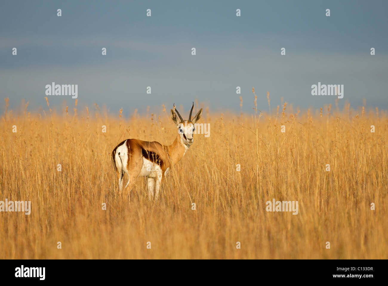 Springbok south africa hi-res stock photography and images - Alamy