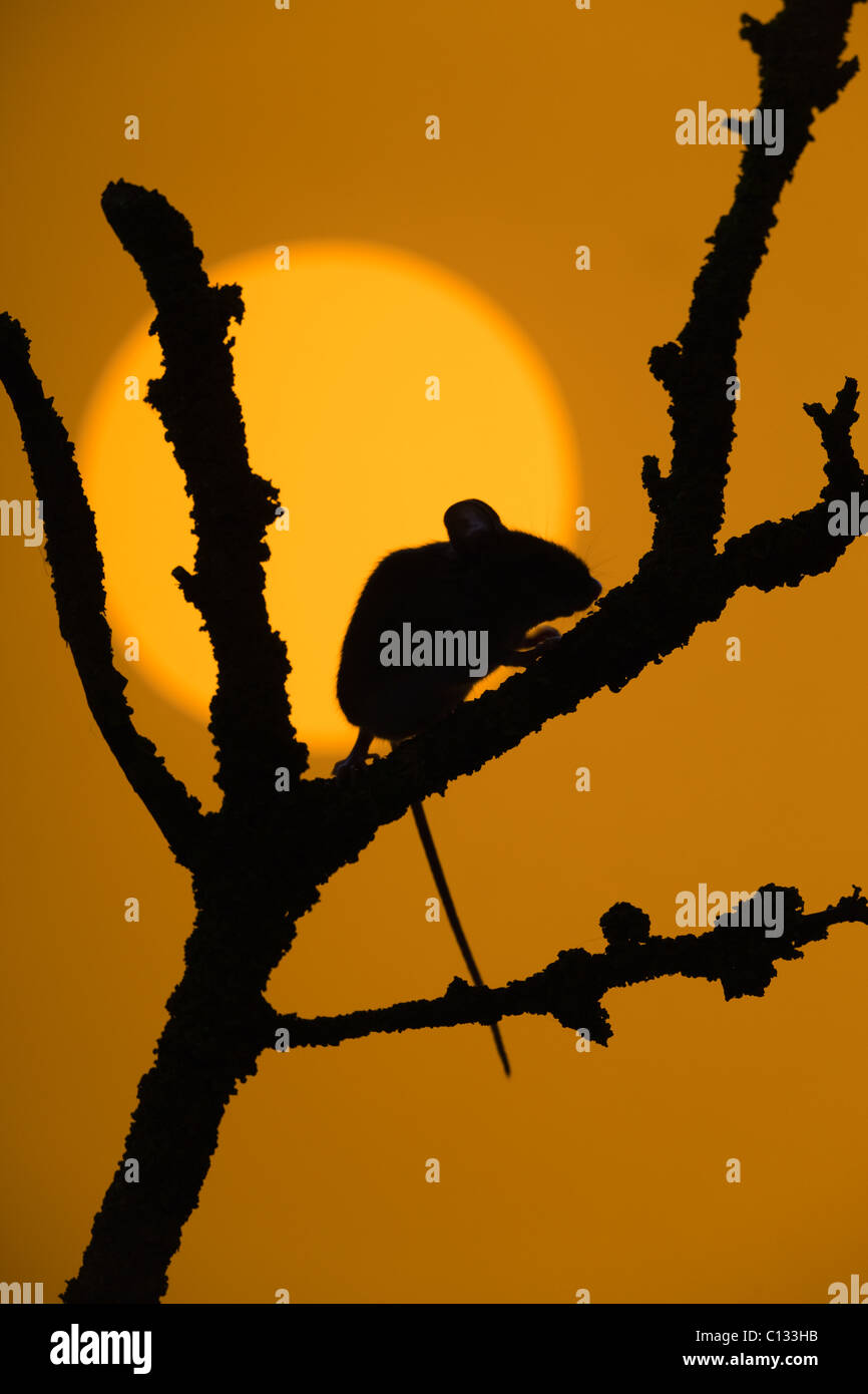 Wood Mouse Apodemus sylvaticus on branch at sunset Stock Photo - Alamy