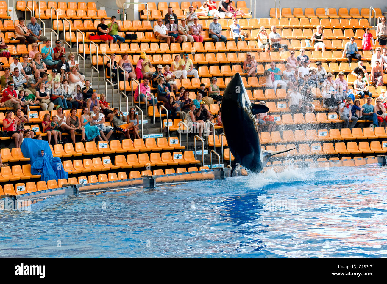 Killer whale show Stock Photo - Alamy