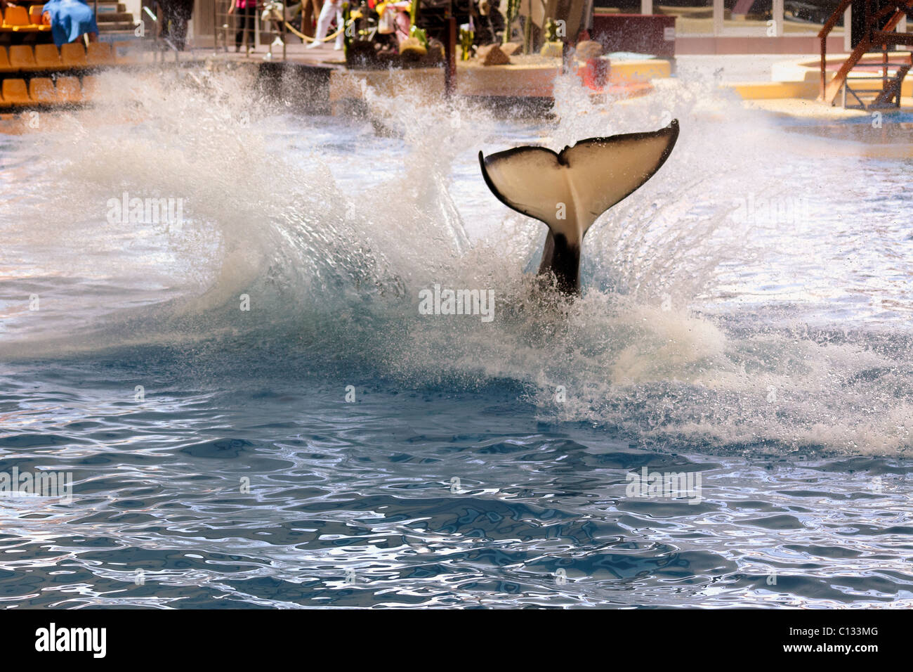Killer whale making a splash Stock Photo - Alamy