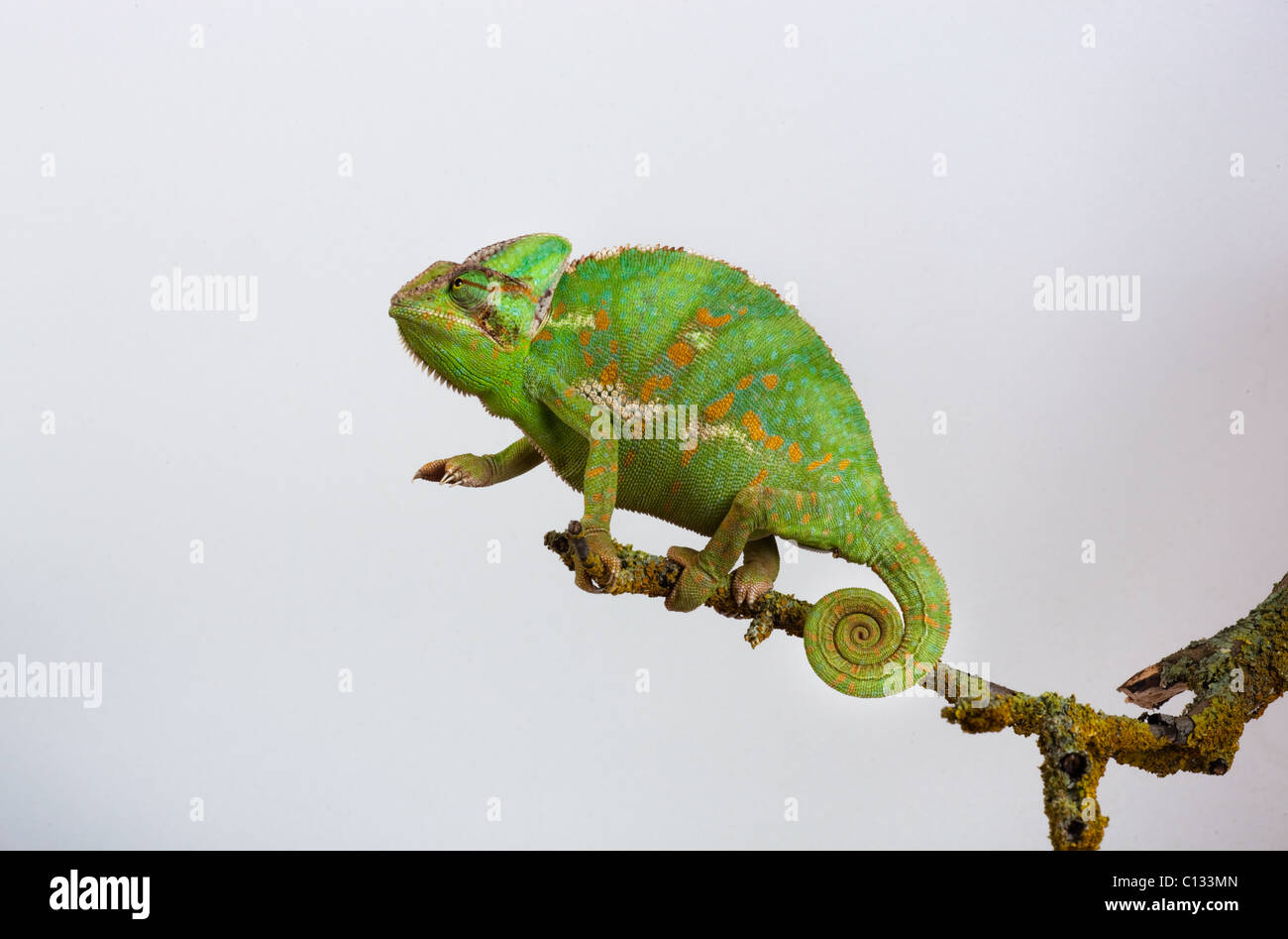 Female Veiled Yemen Chameleon Chamaeleo High Resolution Stock ...