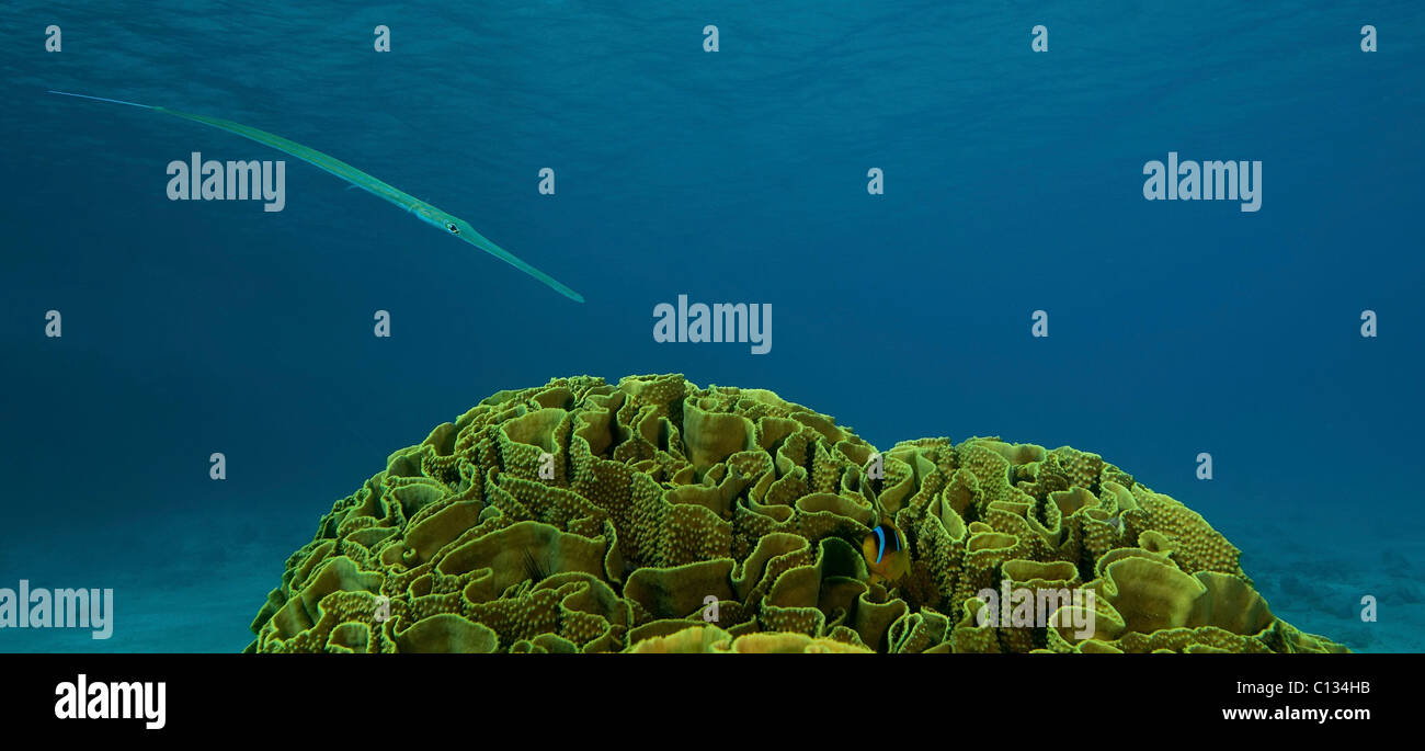Red trumpet fish hi-res stock photography and images - Alamy