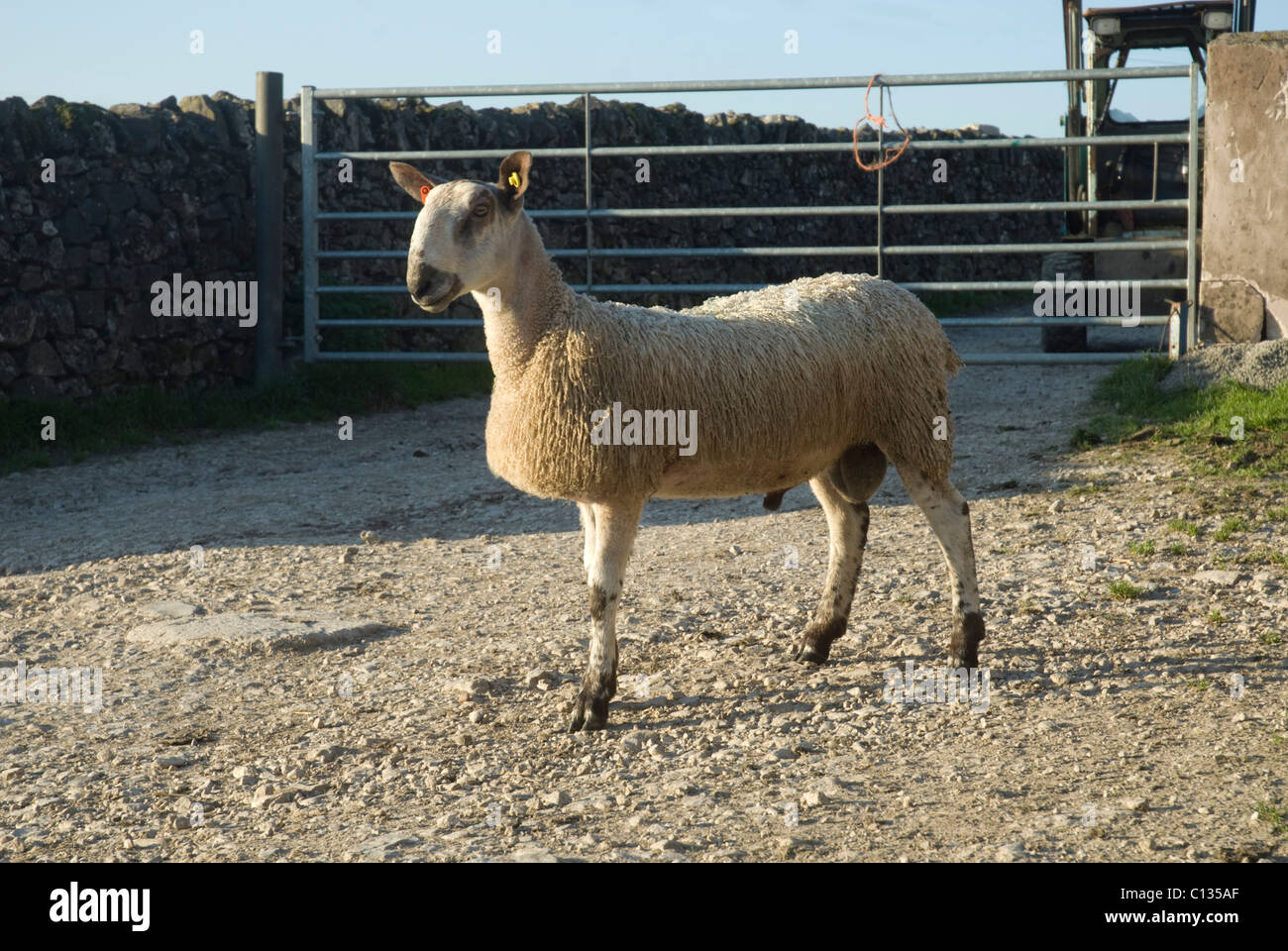 Ram in farm yard Stock Photo - Alamy