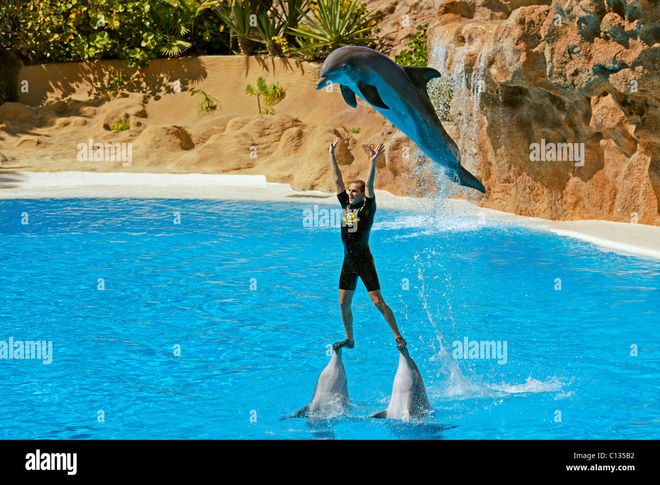 Dolphin tail stand hi-res stock photography and images - Alamy