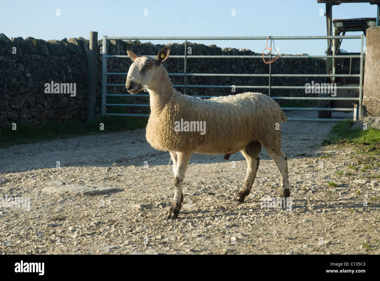 Ram in farm yard Stock Photo - Alamy