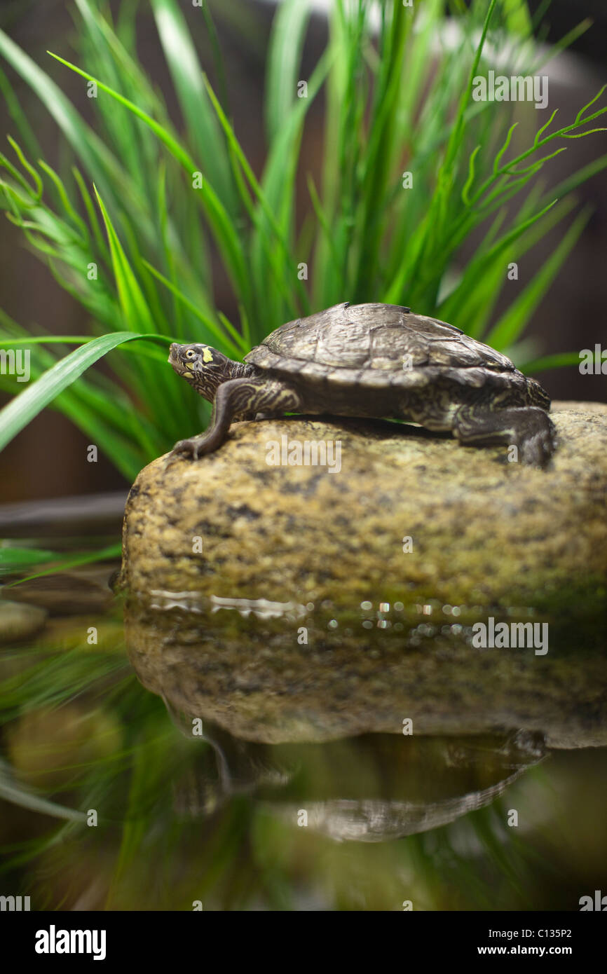 USA, New York State, New York City, Brooklyn, turtle in aquarium Stock ...