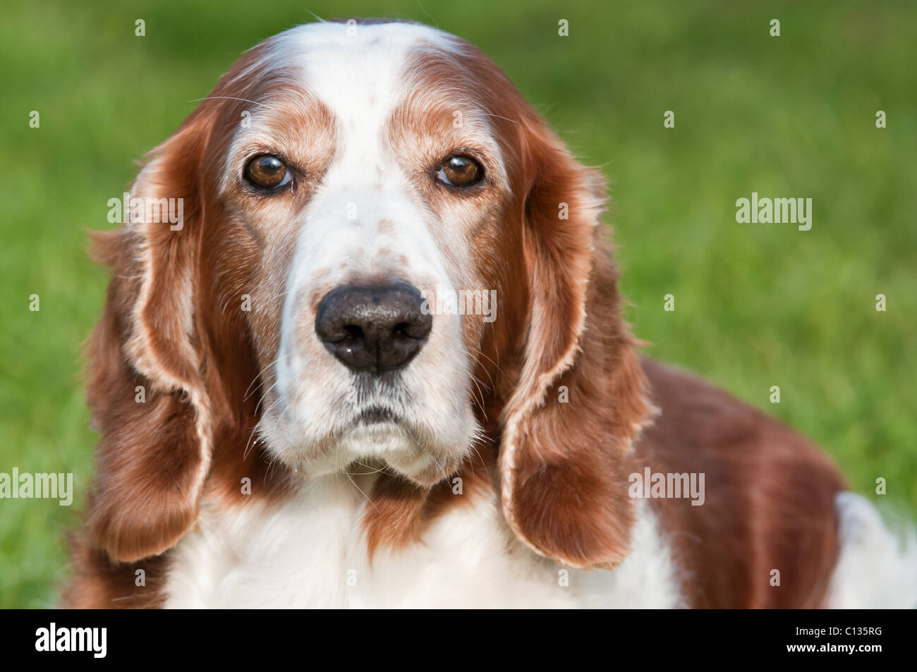Welsh springer spaniel hi-res stock photography and images - Alamy