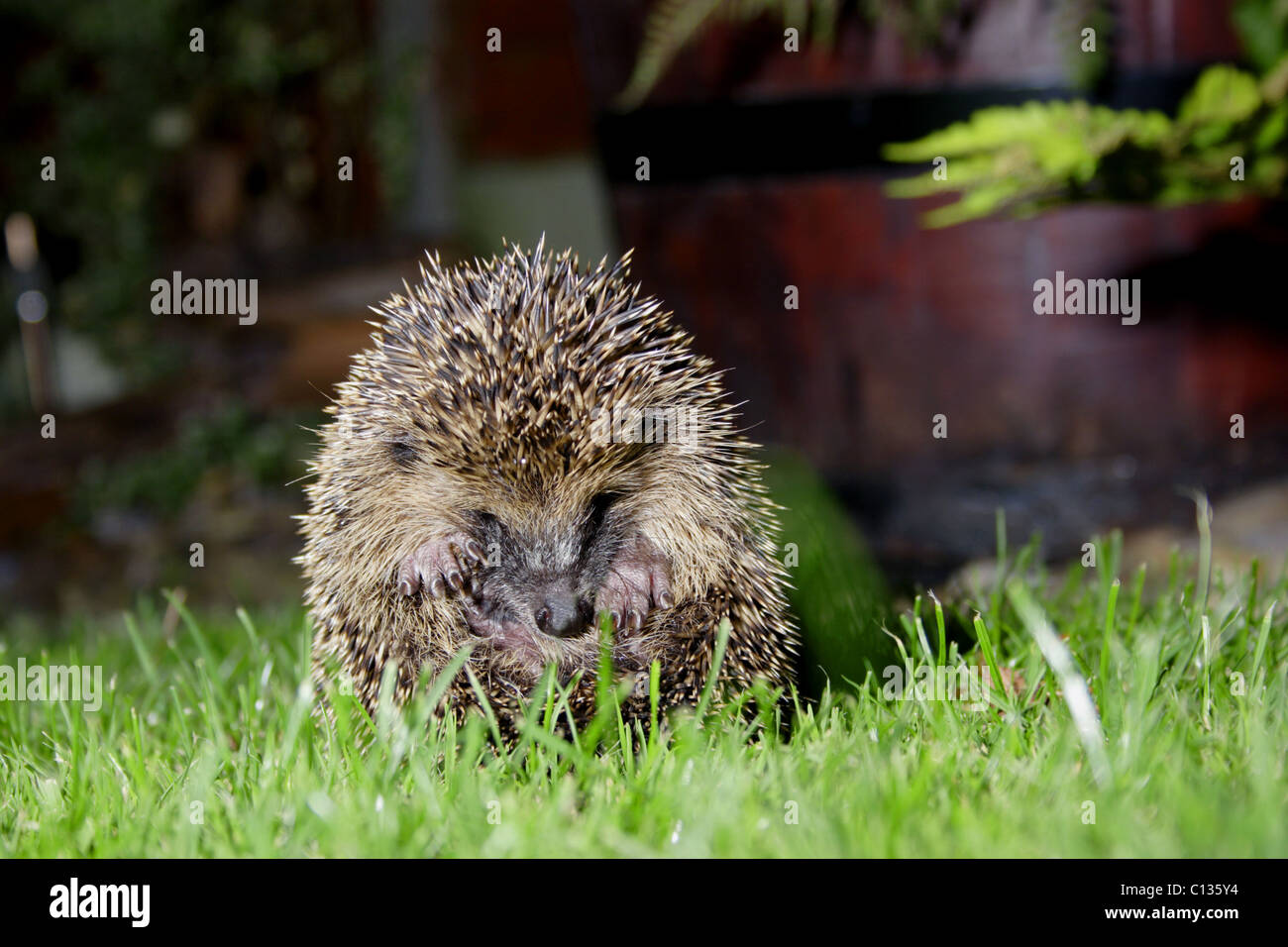 Hedgehog in garden hi-res stock photography and images - Alamy