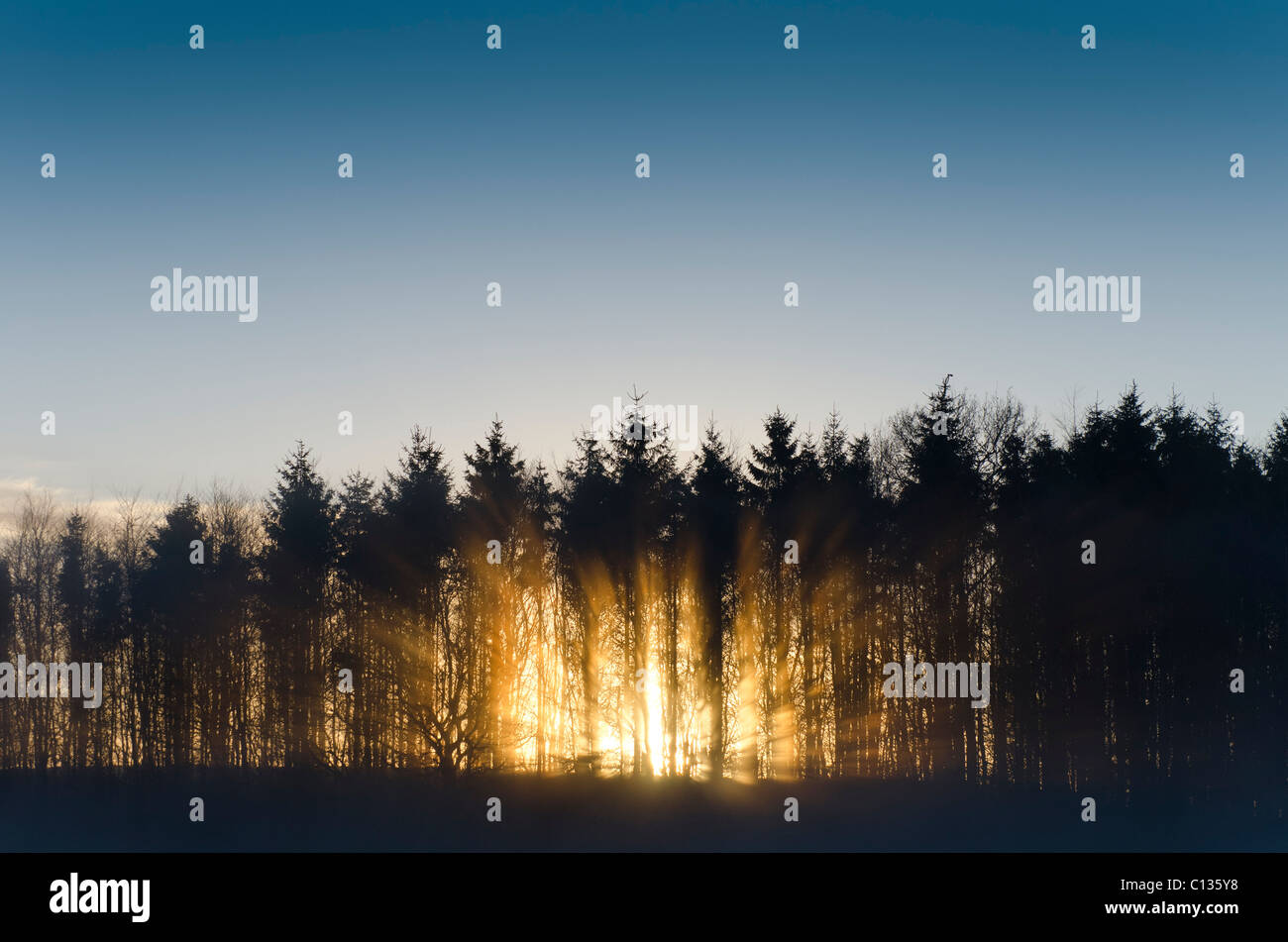 Dramatic sun shafting light through copse of conifer trees in midwinter ...