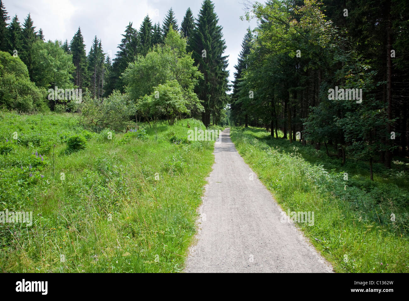 Germany, Thuringia, path in forest Stock Photo - Alamy