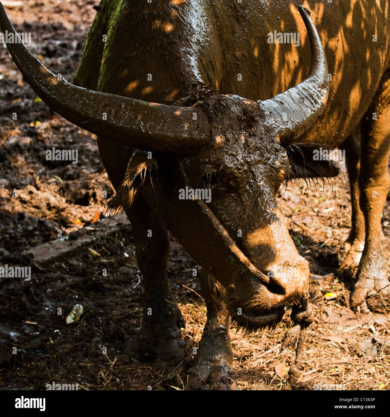 Buffalo horns hi-res stock photography and images - Alamy
