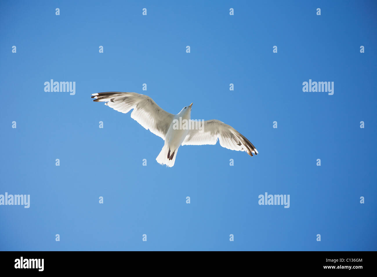 USA, Massachusetts, Herring Gull flying against blue sky Stock Photo ...