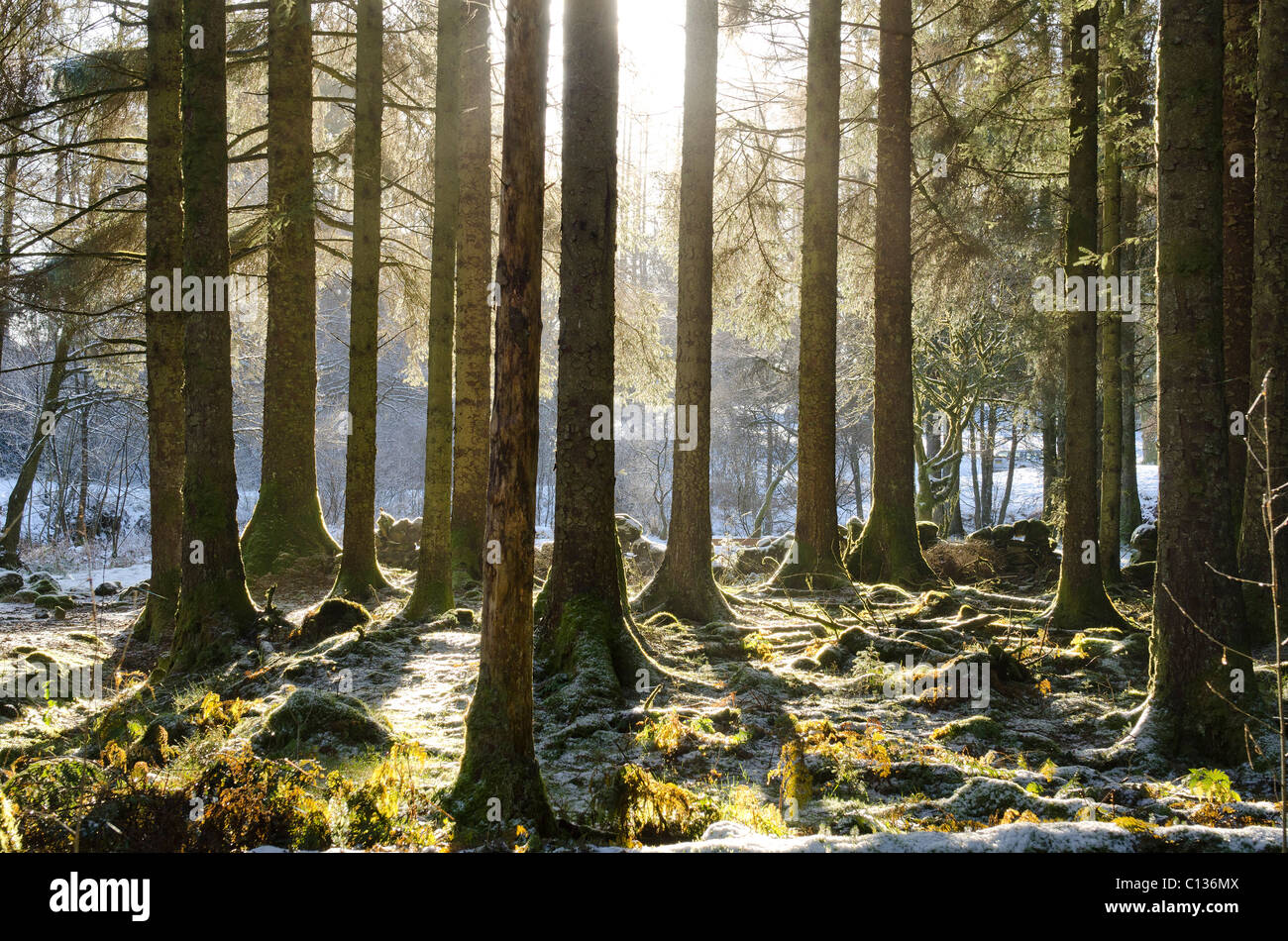 Radiant sun shining through trunks of mature pine forest in misty and ...