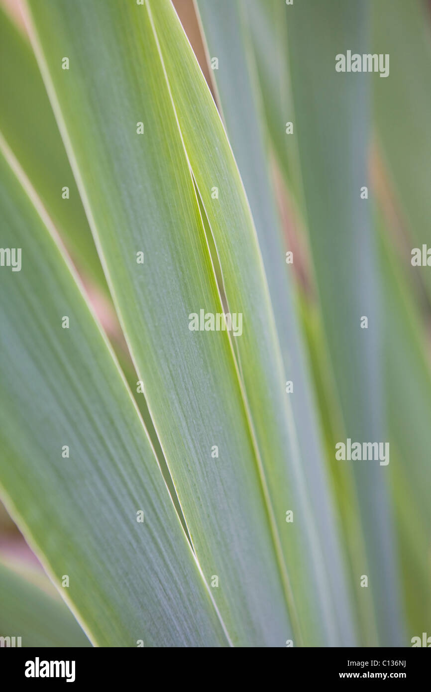 Iris leaves hi-res stock photography and images - Alamy
