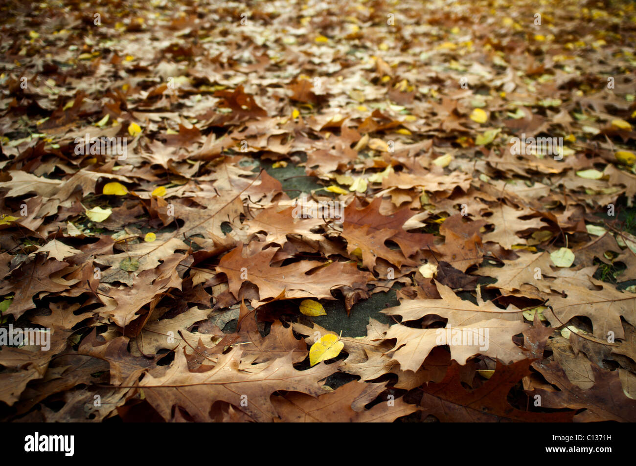 Leaves falling off tree hi-res stock photography and images - Alamy