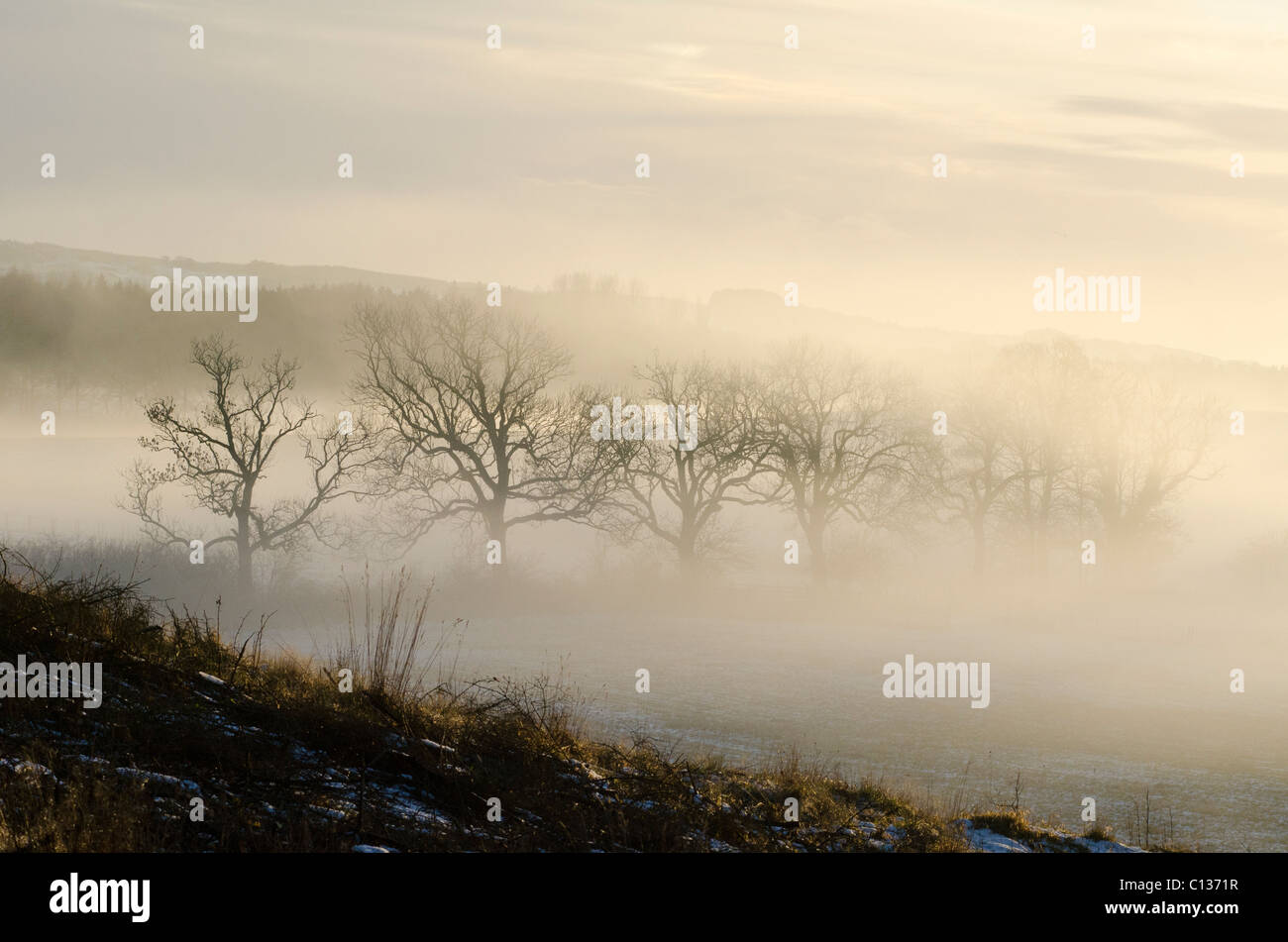Copes of trees hi-res stock photography and images - Alamy
