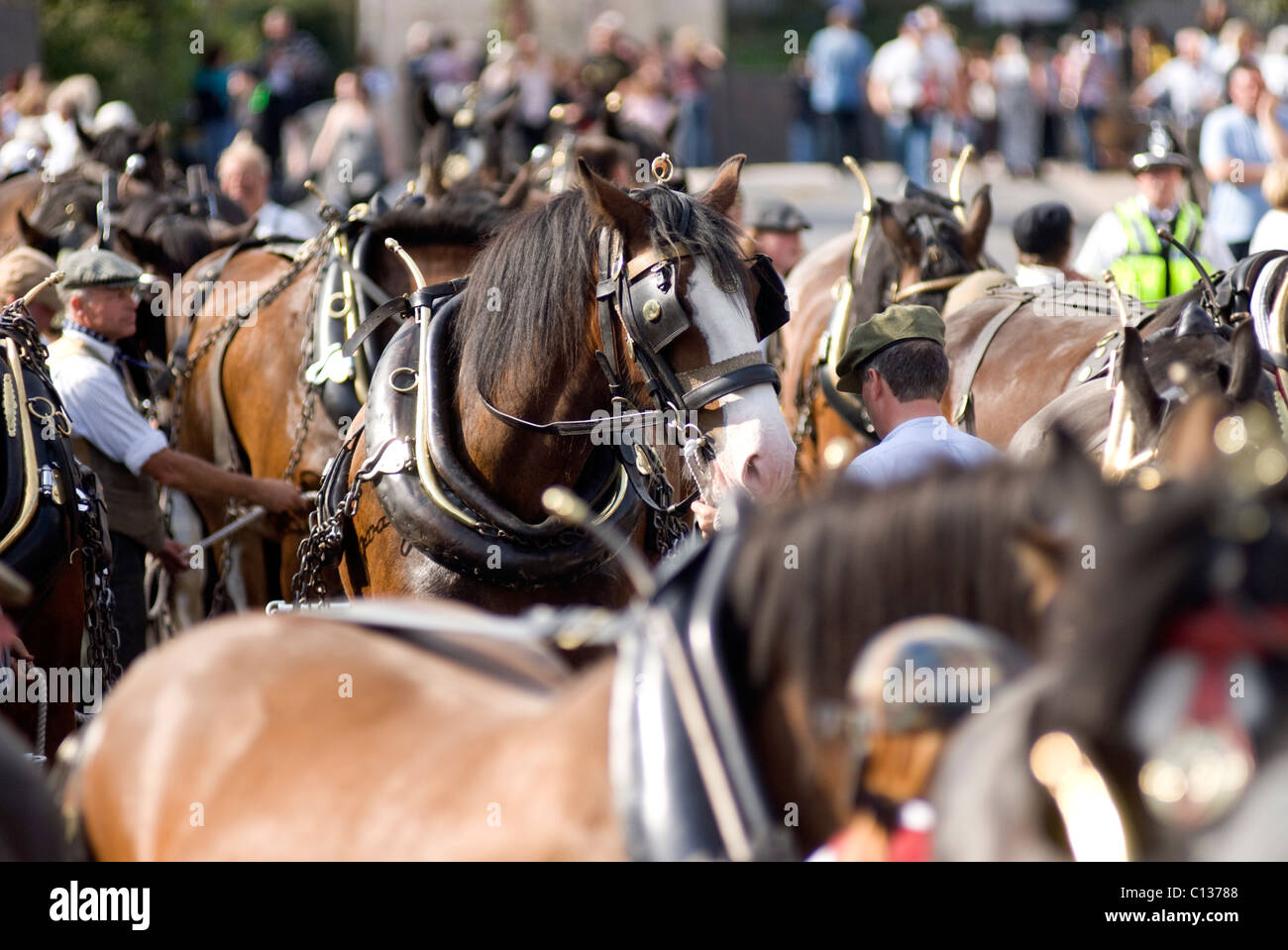 Horses in a procession hi-res stock photography and images - Alamy