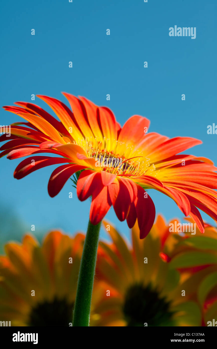 Teal Gerber Daisy