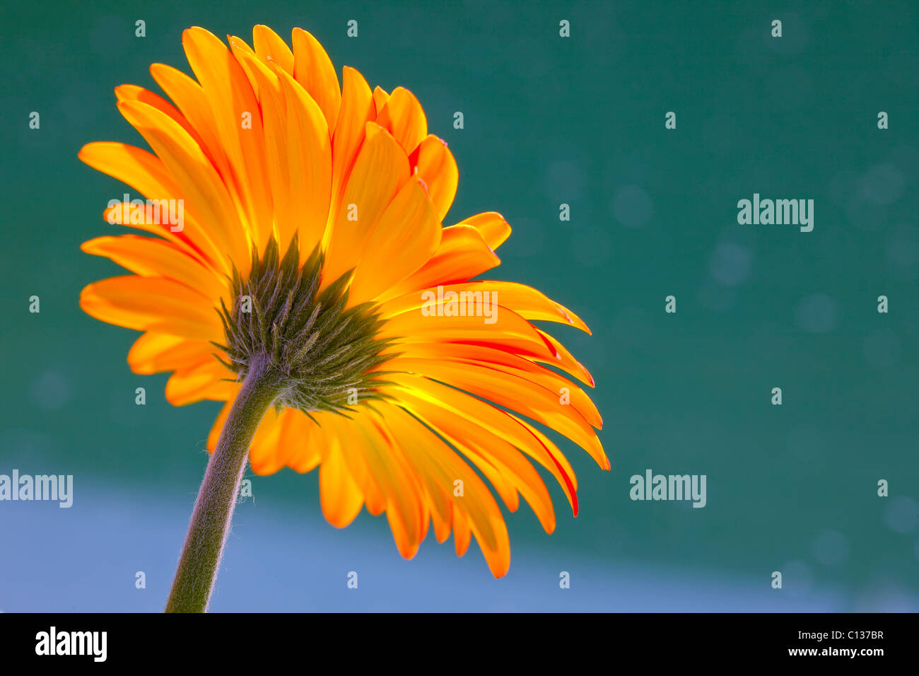 Single Orange and Yellow Gerber Daisy Stock Photo - Alamy