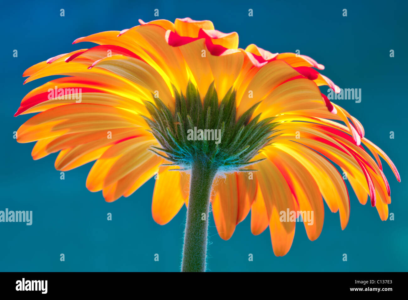 Single Gerber Daisy Stock Photo - Alamy