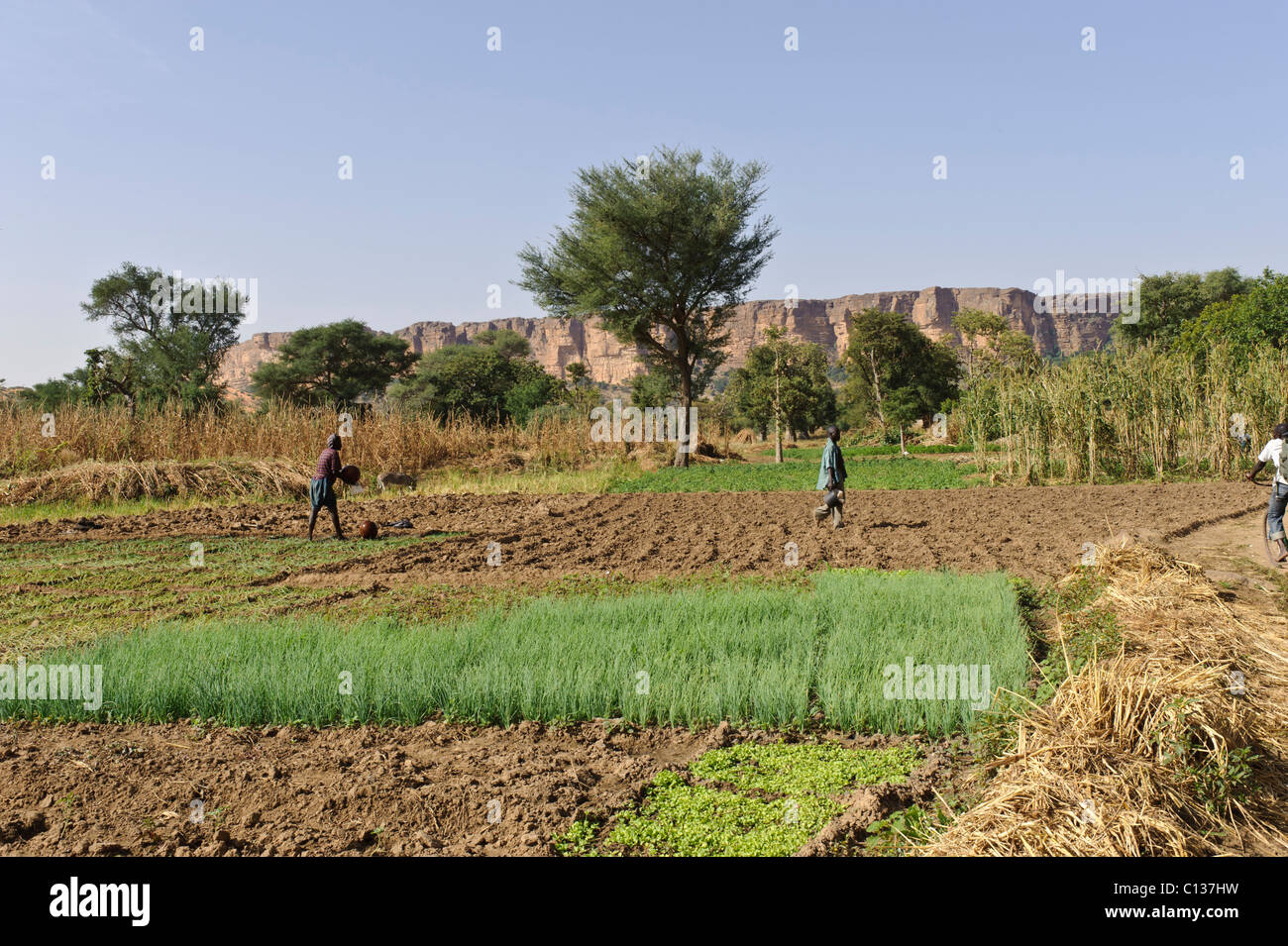 Mali farming hi-res stock photography and images - Alamy