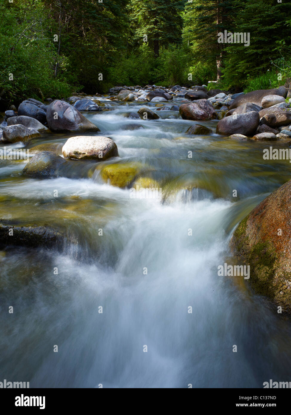 USA, Colorado, River flowing through forest Stock Photo - Alamy