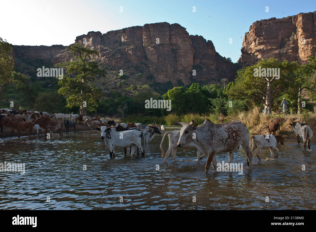Cows drinking from the remaining water of a dried up river near Nombori ...