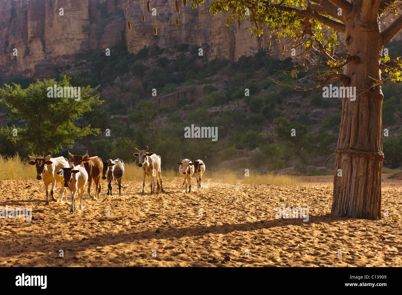 Cows walking through the dry riverbed near Nombori. Pays Dogon, Mali ...