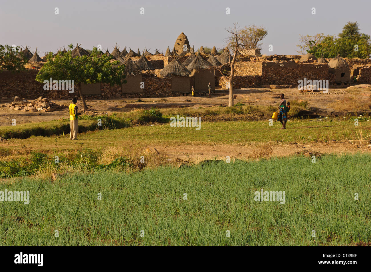 Onion fields near a village on the Dogon Plateau, Pays Dogon, Mali ...