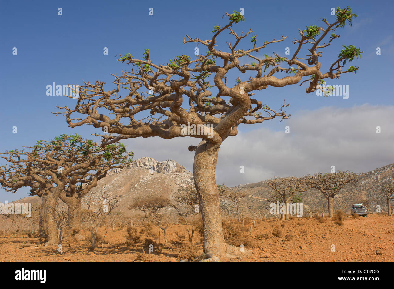 Socotran Frankincense Trees (Boswellia socotrana) at Homhil Plateau ...