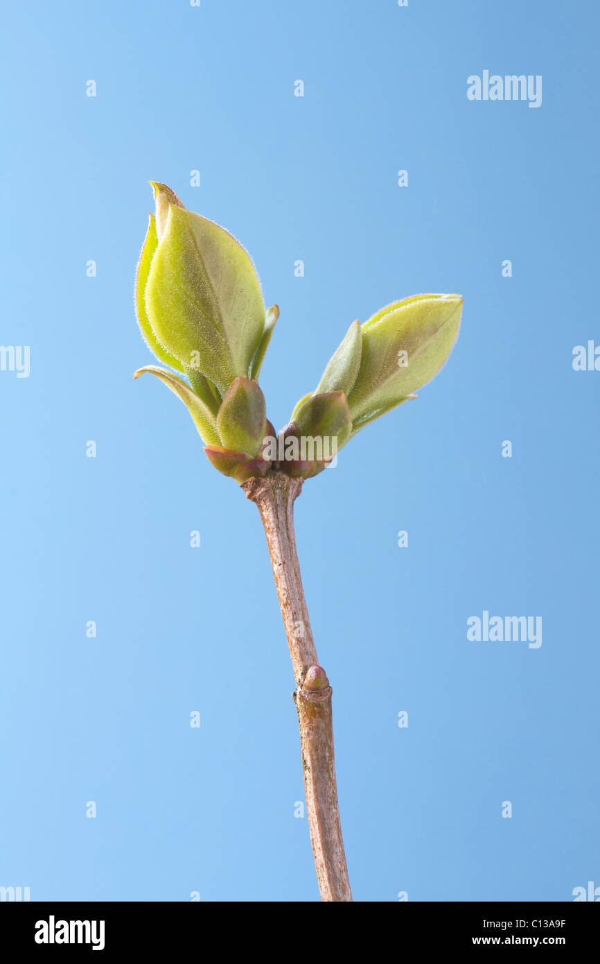 Leaf bud hi-res stock photography and images - Alamy