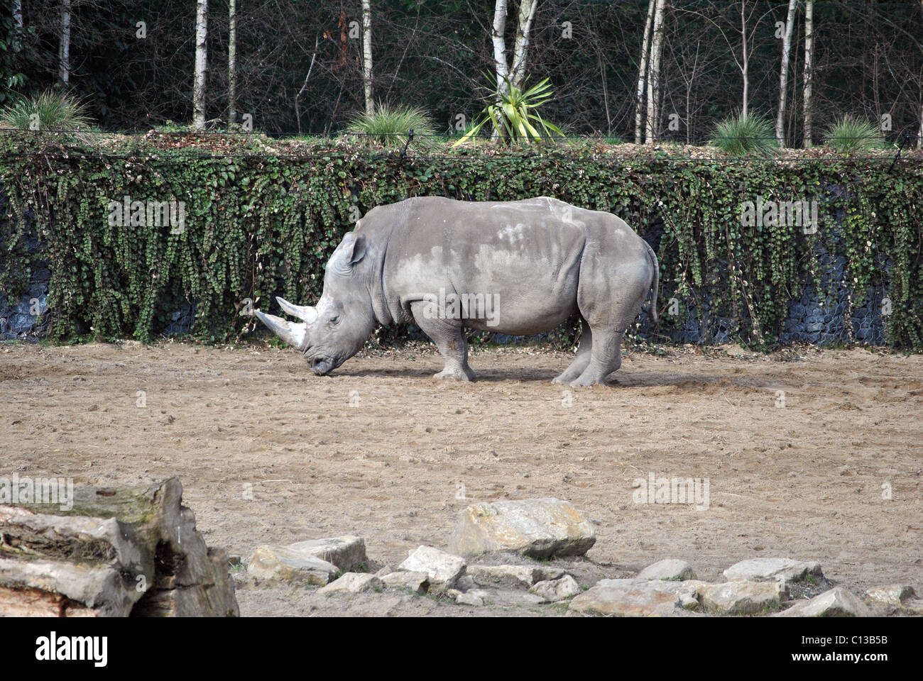 male white rhino Stock Photo - Alamy
