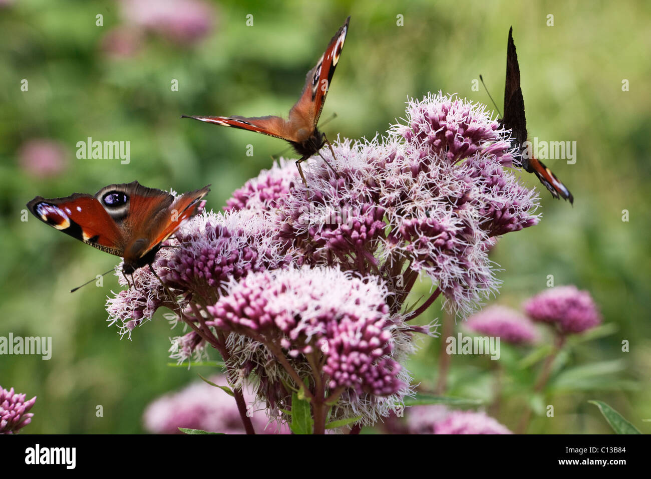 Three butterfly hi-res stock photography and images - Alamy