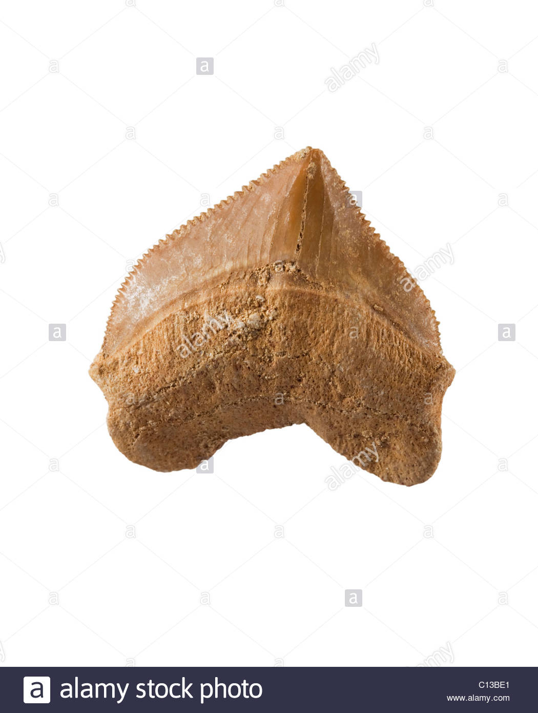 Fish Fossils High Resolution Stock Photography and Images - Alamy