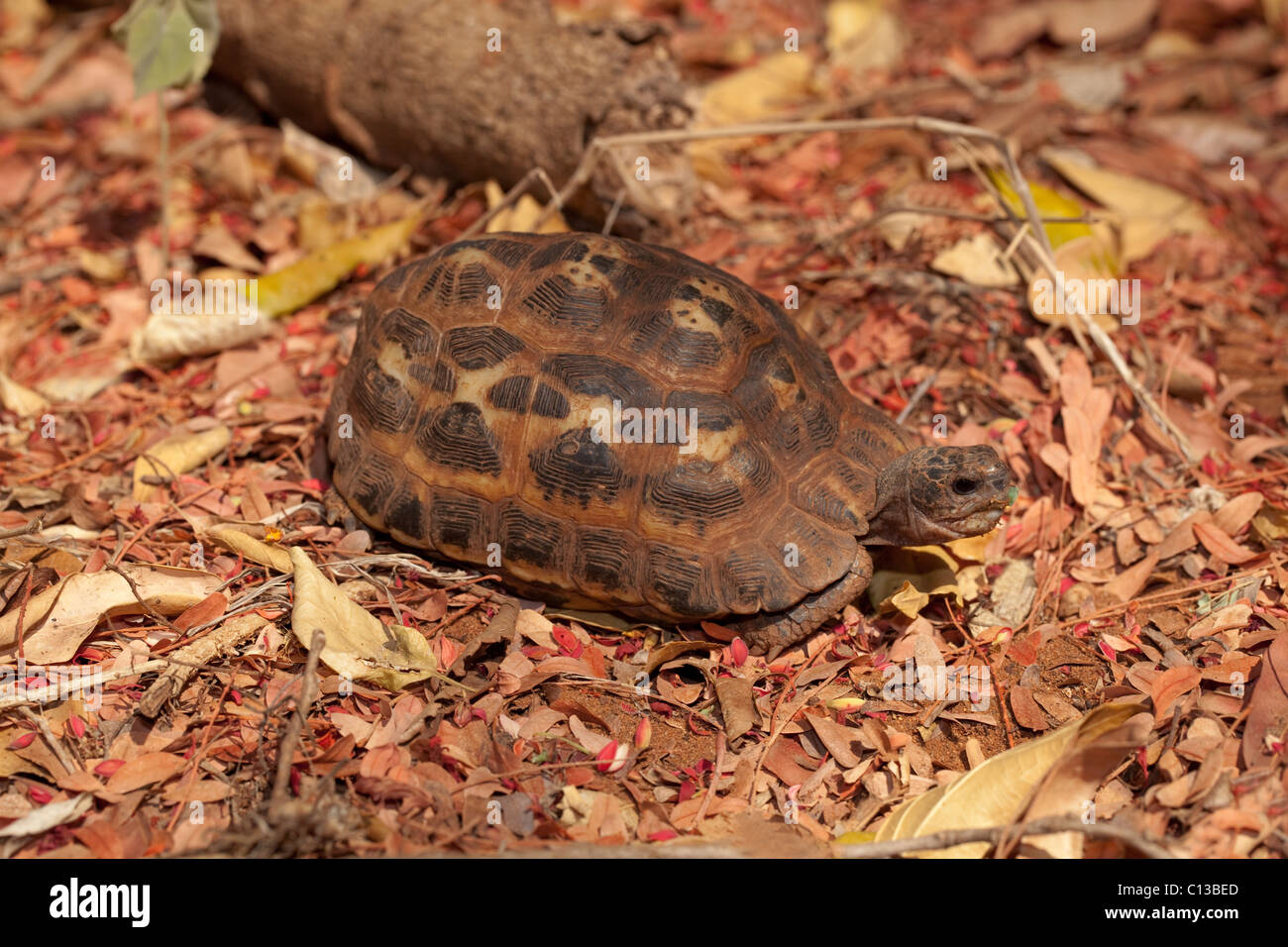Spider Tortoise (Pyxis arachnoides). Southern Madagascar. Endemic Stock ...