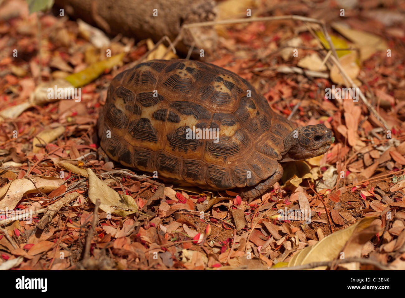 Spider Tortoise (Pyxis arachnoides). Southern Madagascar. Endemic Stock ...