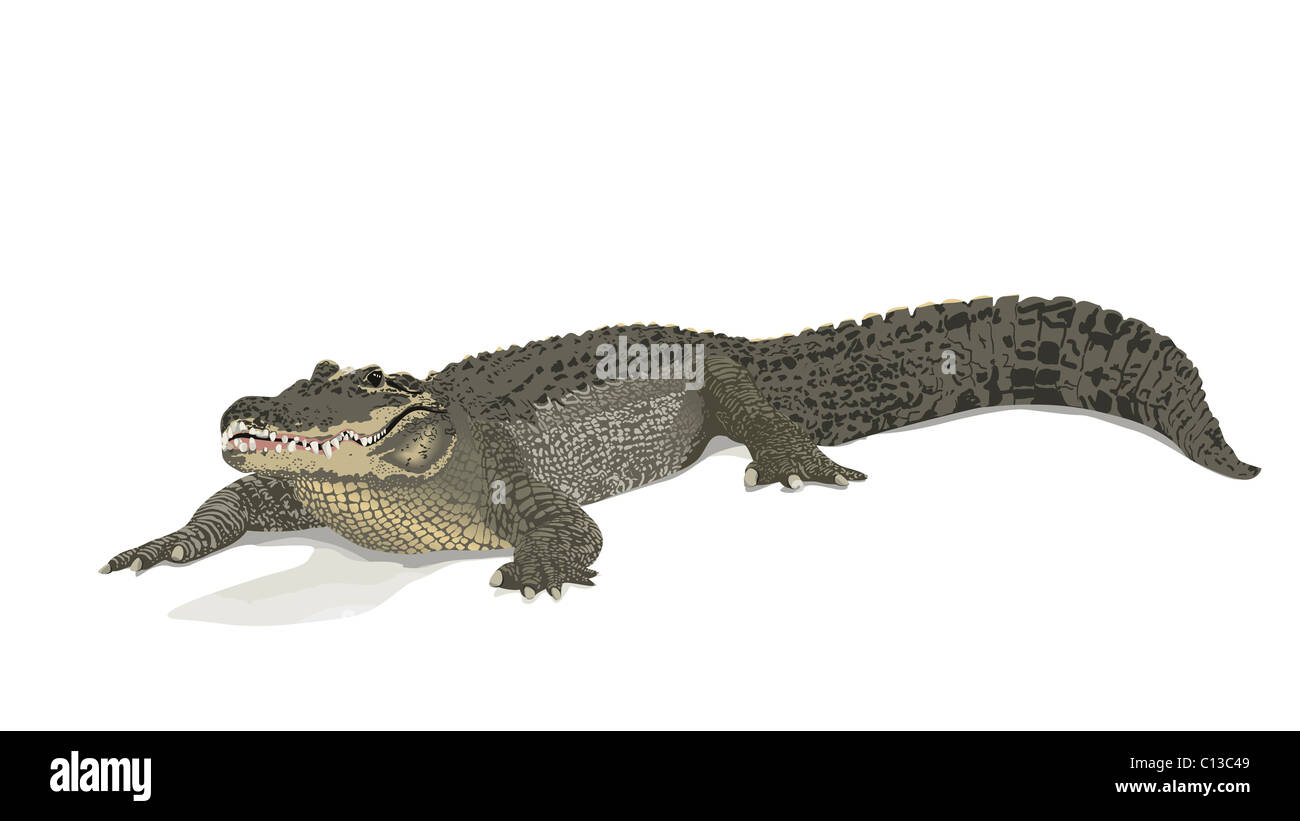 Skin texture saltwater crocodile Cut Out Stock Images & Pictures - Alamy