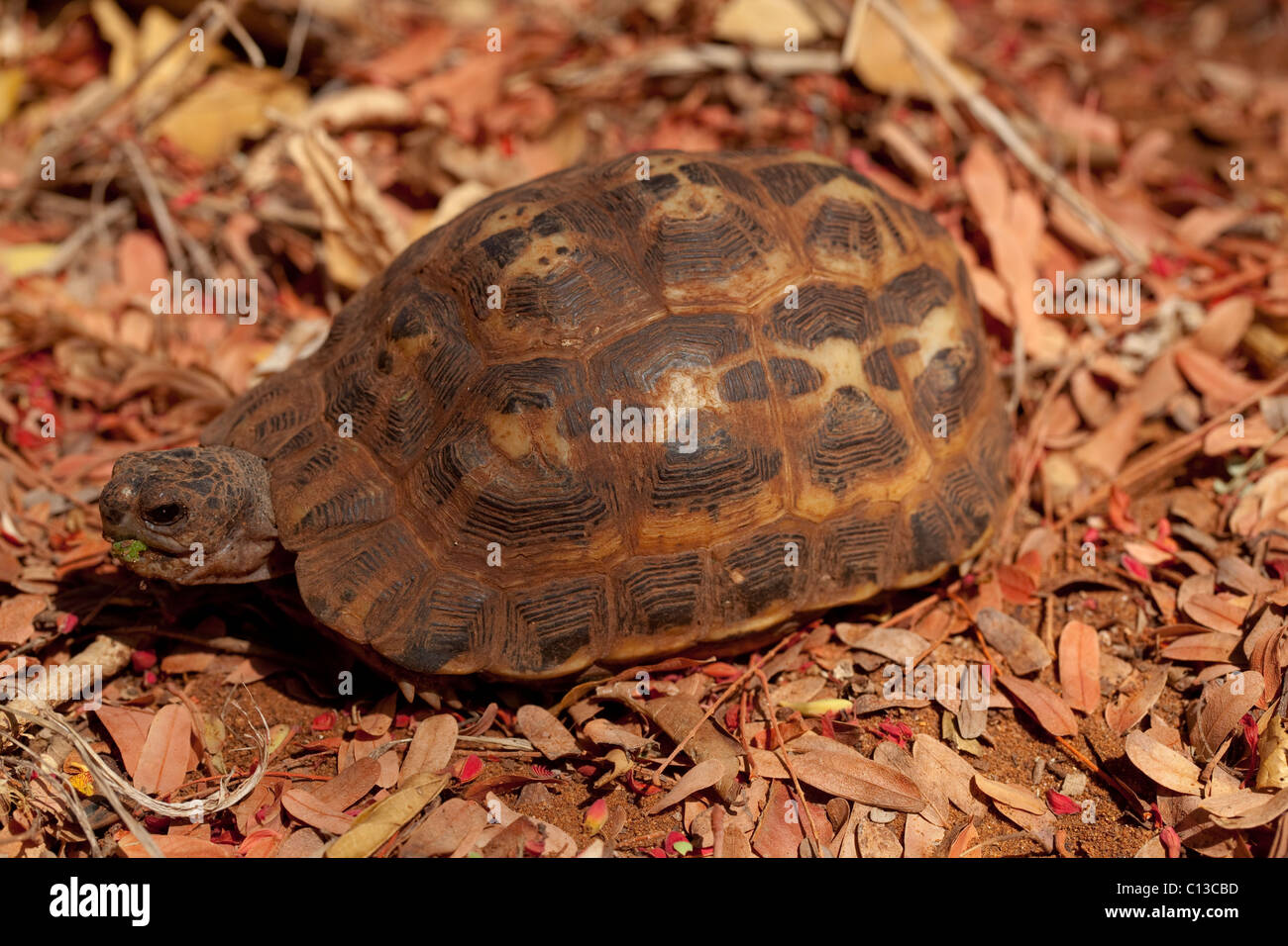Spider Tortoise (Pyxis arachnoides). Southern Madagascar. Endemic Stock ...