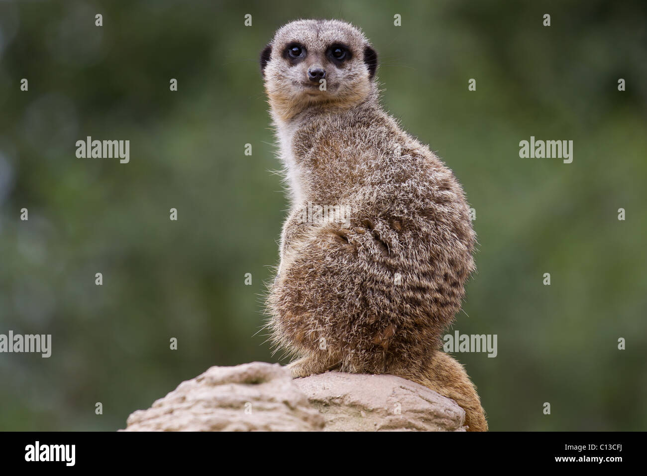 Meerkat standing guard hi-res stock photography and images - Alamy