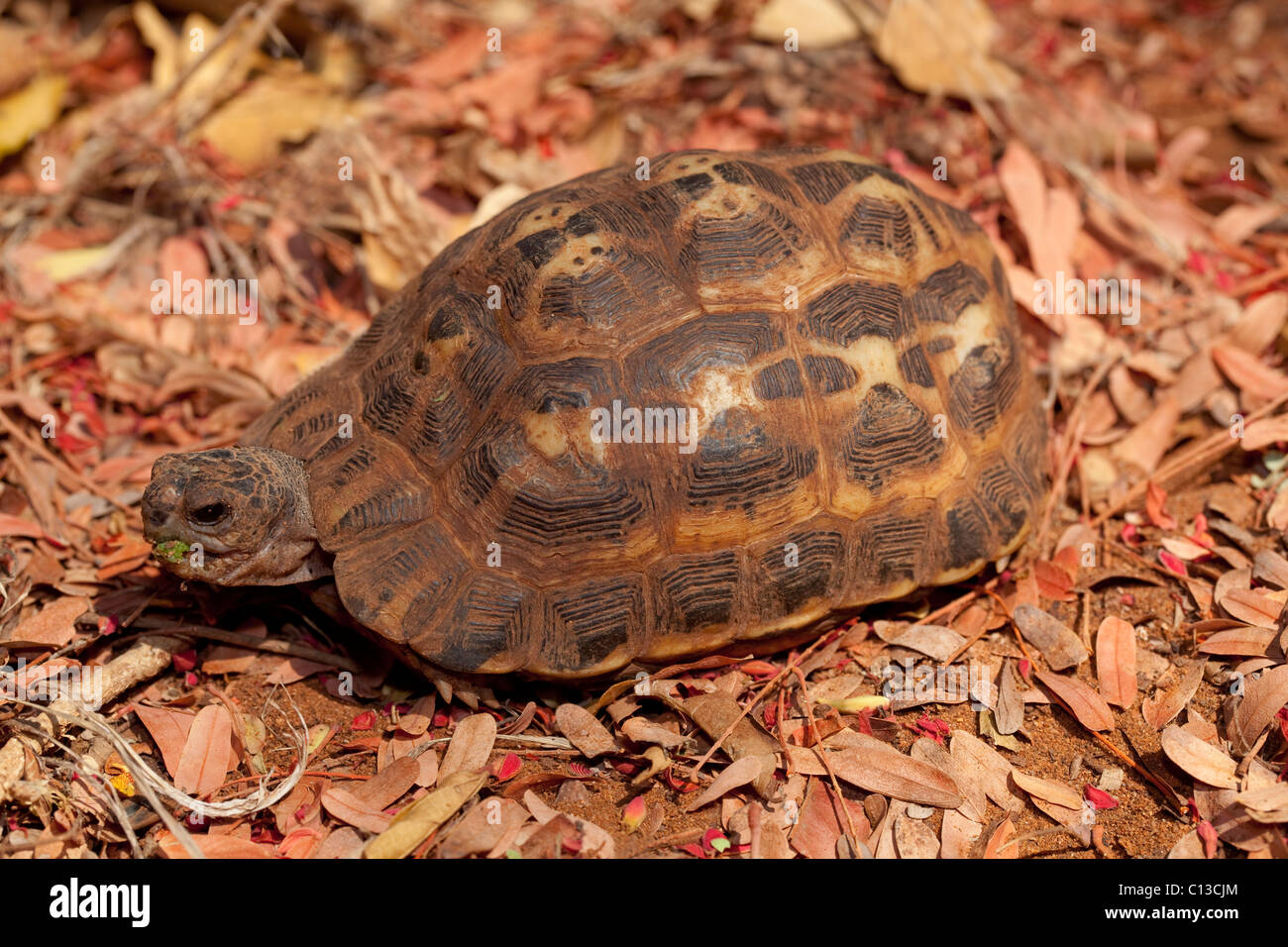 Spider tortoise pyxis arachnoides hi-res stock photography and images ...