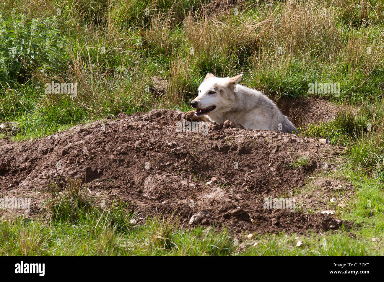 A wolf poking out of his den. Taken at Marwell Wildlife Zoo Stock Photo ...