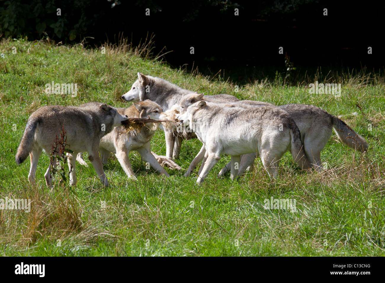 A pack of wolves tearing apart a food bag at Marwell Wildlife Zoo Stock ...