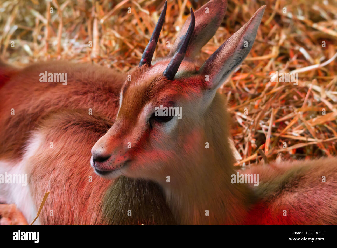 Red Gazelle Animal