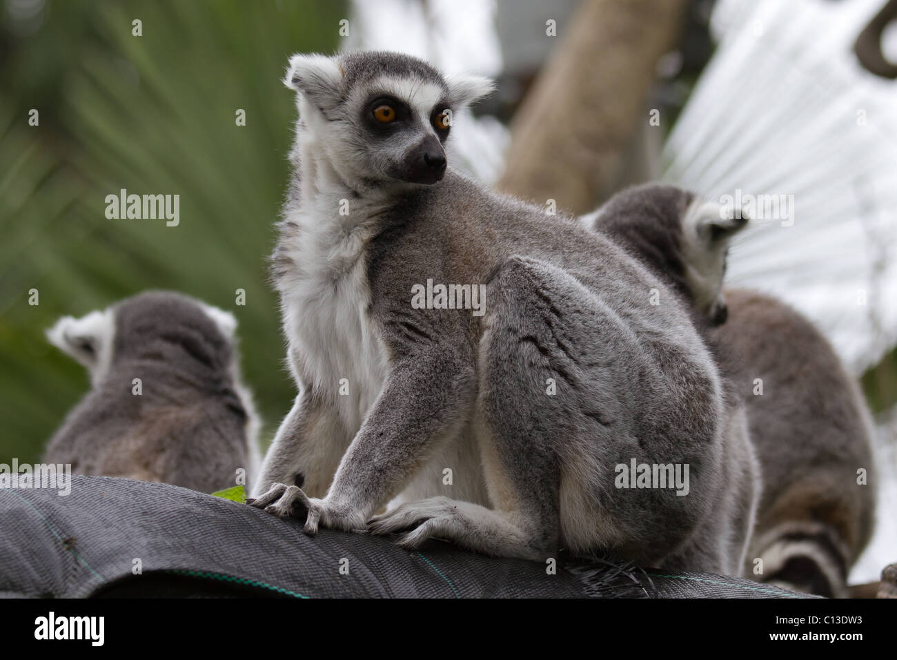 A ring tailed lemur taken at Bristol Zoo's lemur walkabout Stock Photo ...