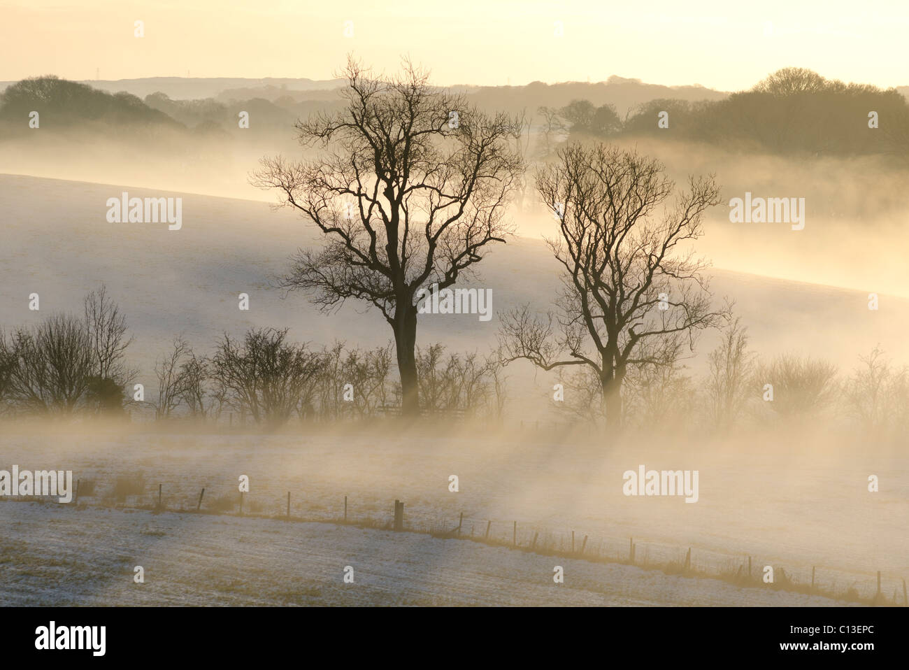 Sunset shining through trees with mist and deep frost Stock Photo - Alamy
