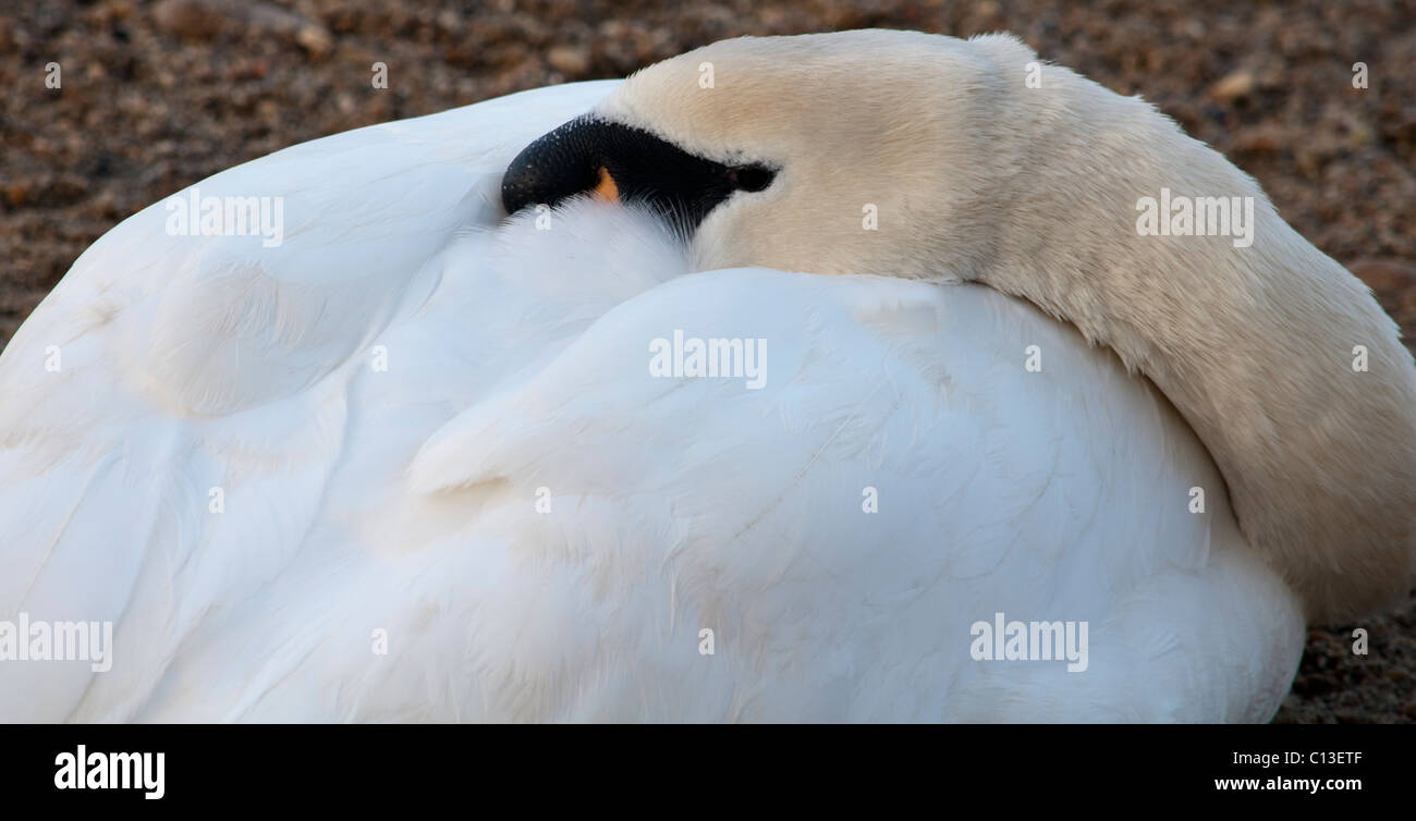 Swan resting Stock Photo - Alamy